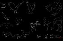 11.Birds set free AutoCAD drawings