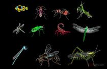 Wild animals DWG | Free download website of Autocad Blocks for Designer